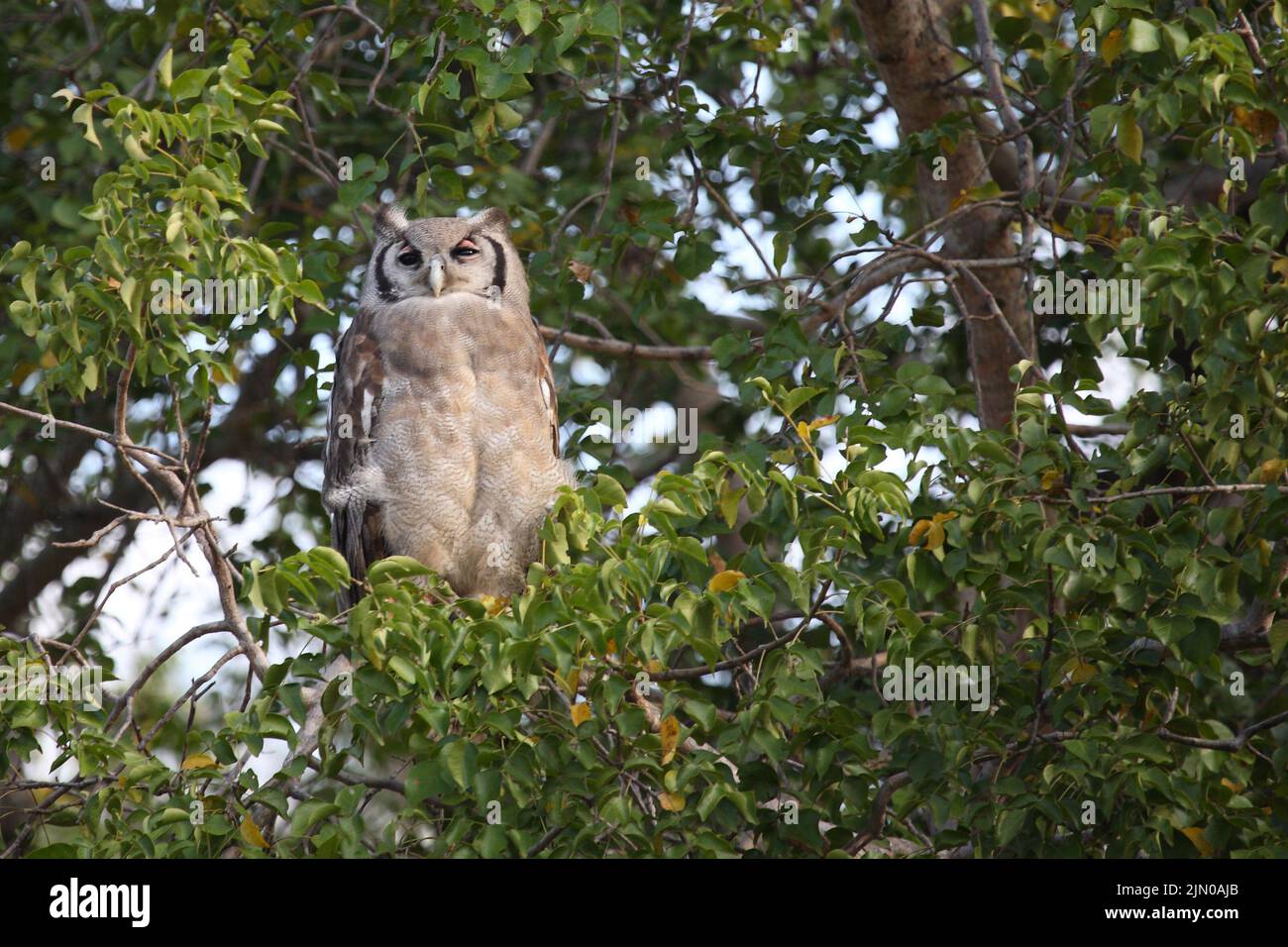 Bubo lacteus blassuhu hi-res stock photography and images - Alamy