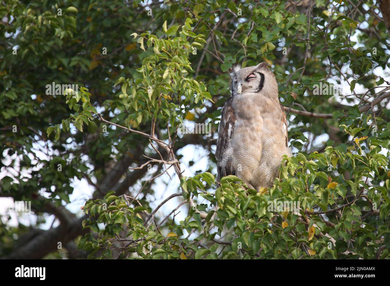 Milchuhu / Verreaux's eagle-owl / Bubo lacteus Stock Photo - Alamy