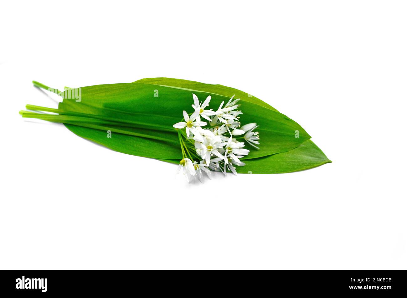 Bunch of ramson wild garlic flower heads and leaves on white isolated ...