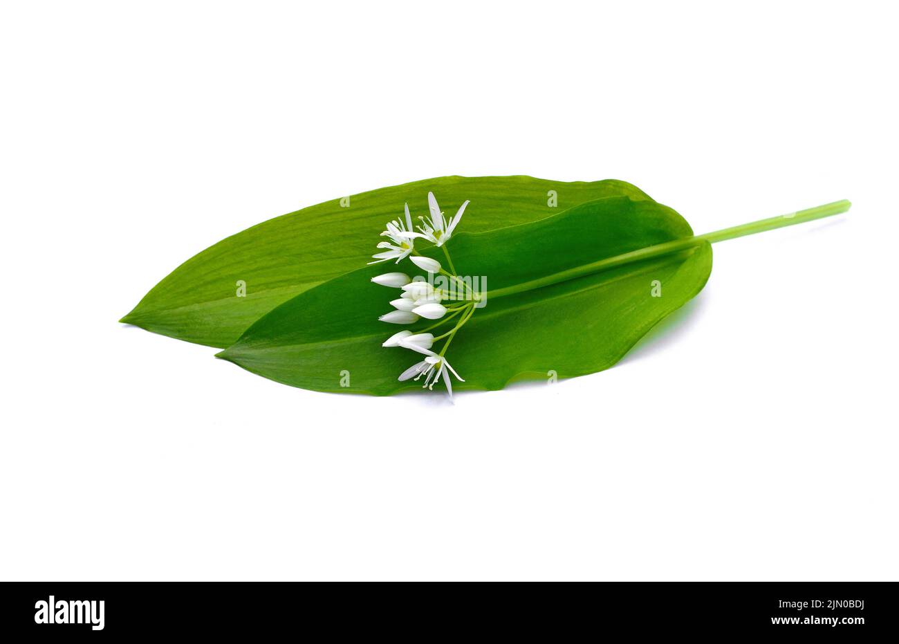 Bunch of ramson wild garlic flower heads and leaves on white isolated ...