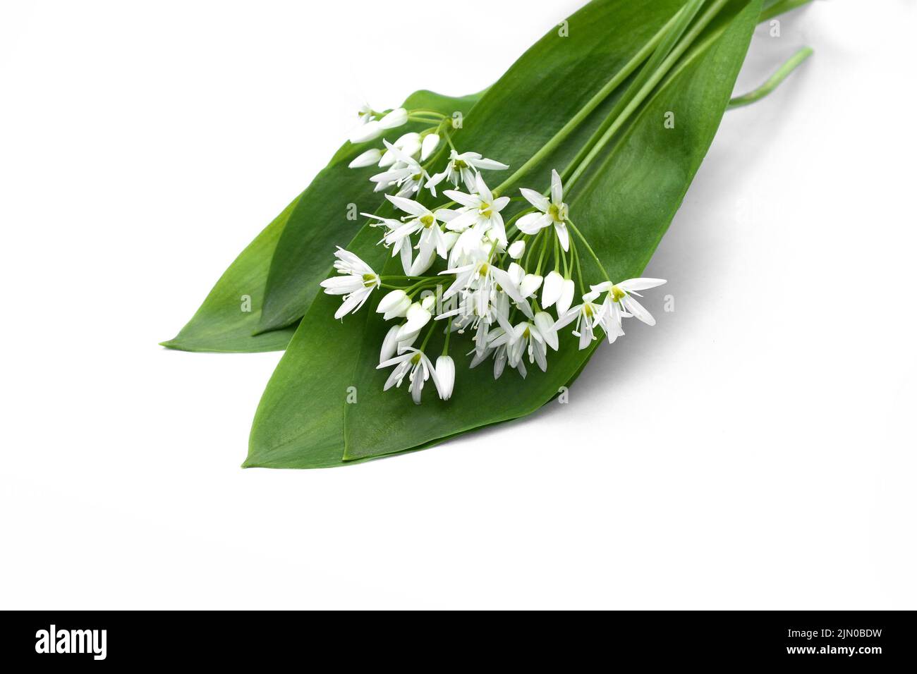 Bunch of ramson wild garlic flower heads and leaves on white isolated ...