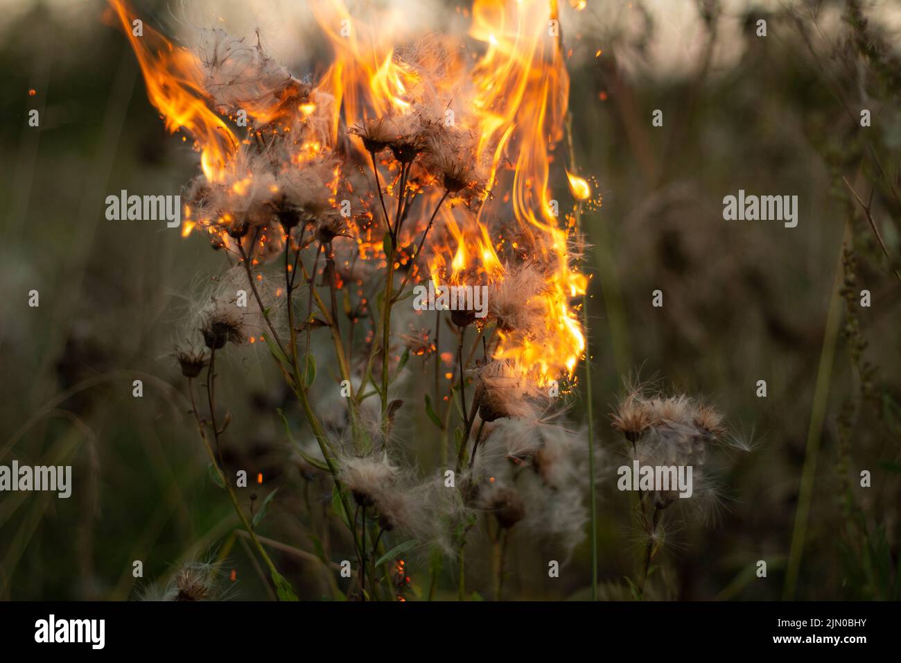 Burning of plant. Dry plant on fire. Harm to nature. Flames are yellow ...
