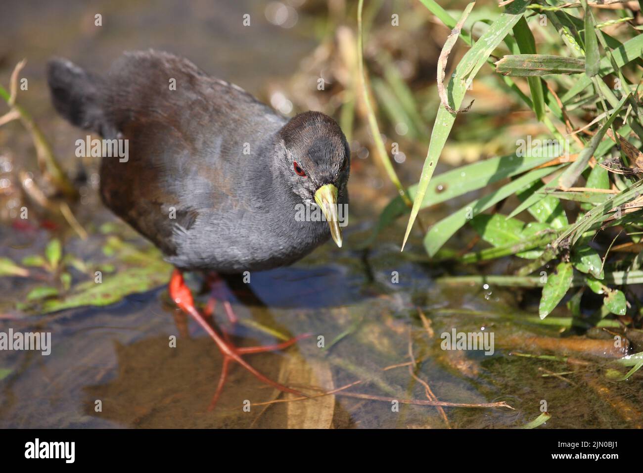 Sumpfhuhner hi-res stock photography and images - Alamy