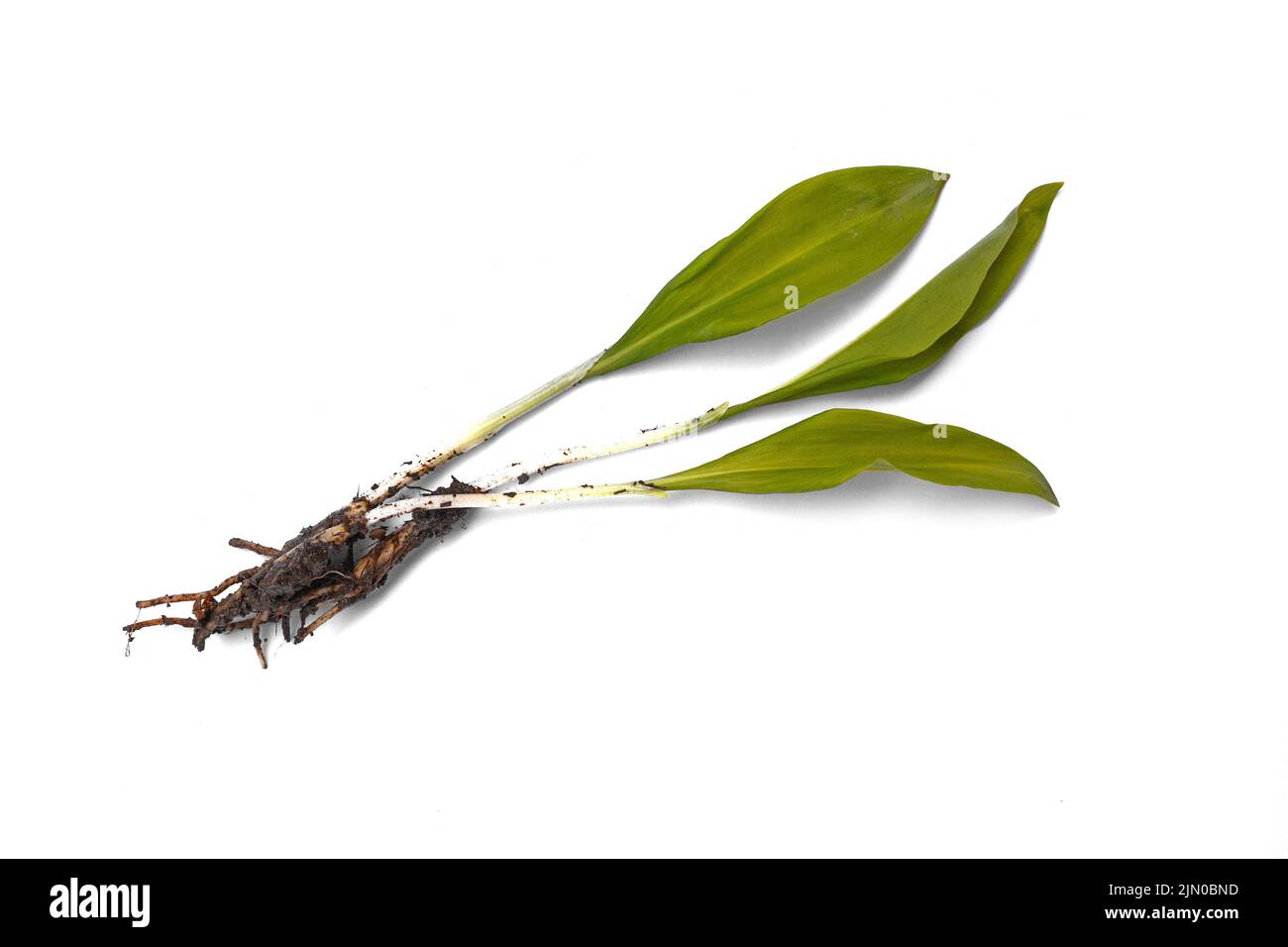 Ramsons (Wild Garlic) isolated on a white background. Ramsons (Wild ...
