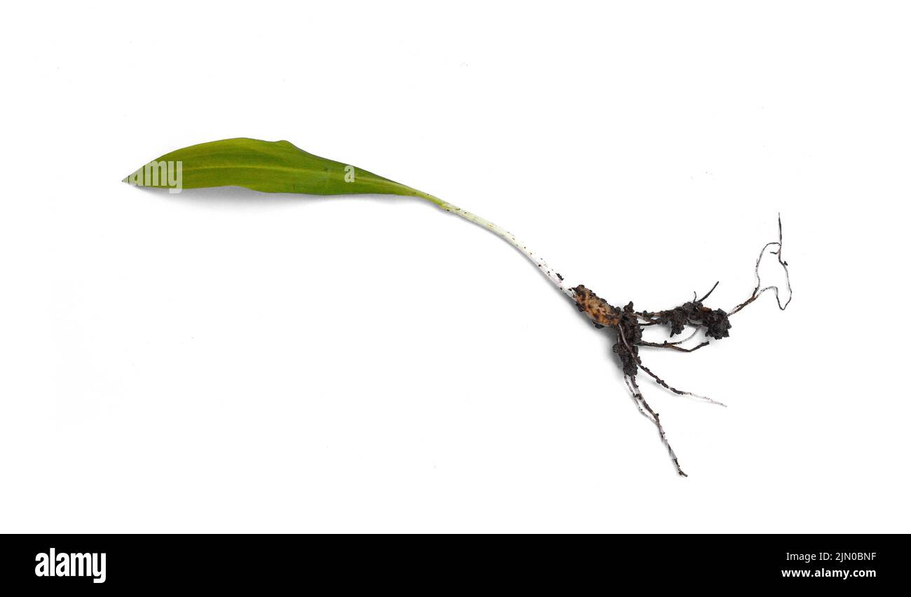 Ramsons (Wild Garlic) isolated on a white background. Ramsons (Wild ...