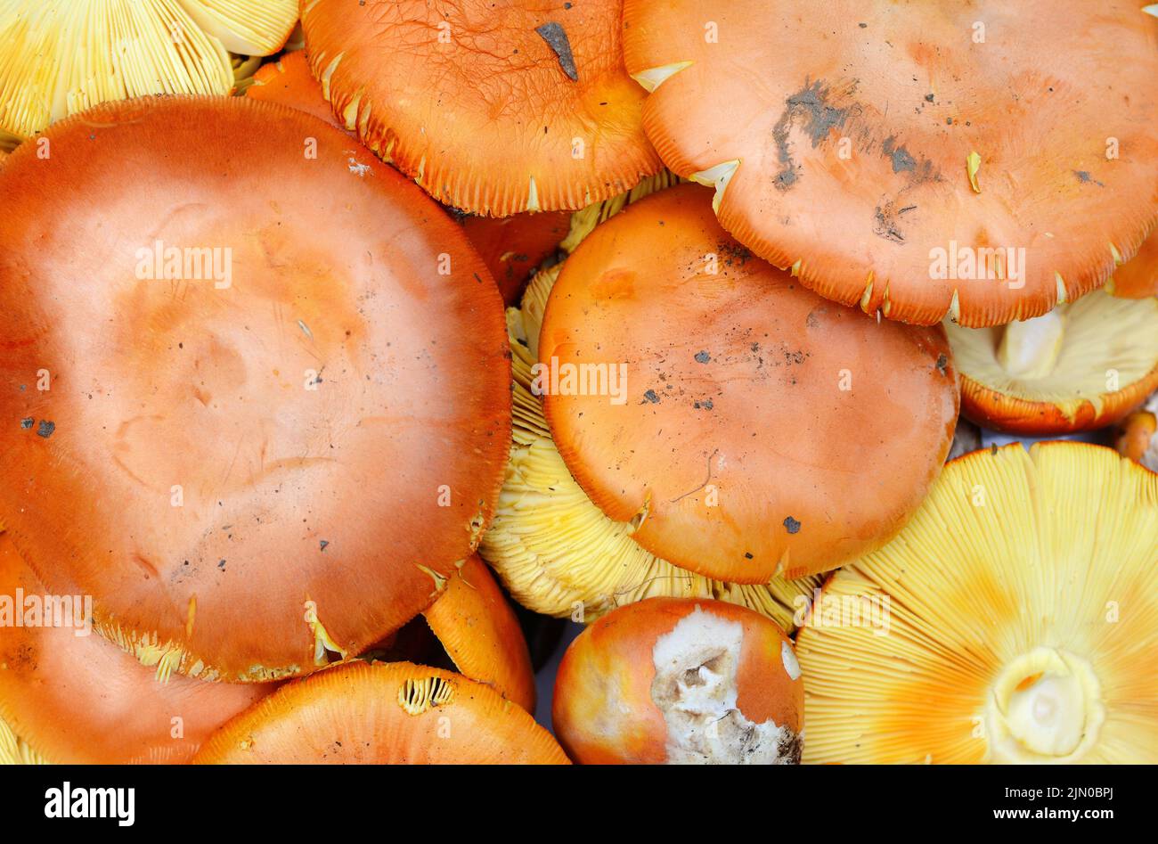 a bunch of Amanita Caesarea. Close up of Amanita Caesarea Mushrooms ...