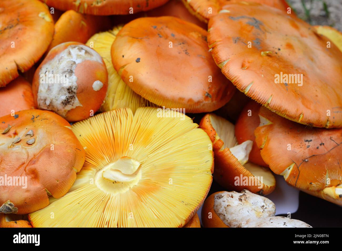 a bunch of Amanita Caesarea. Close up of Amanita Caesarea Mushrooms ...