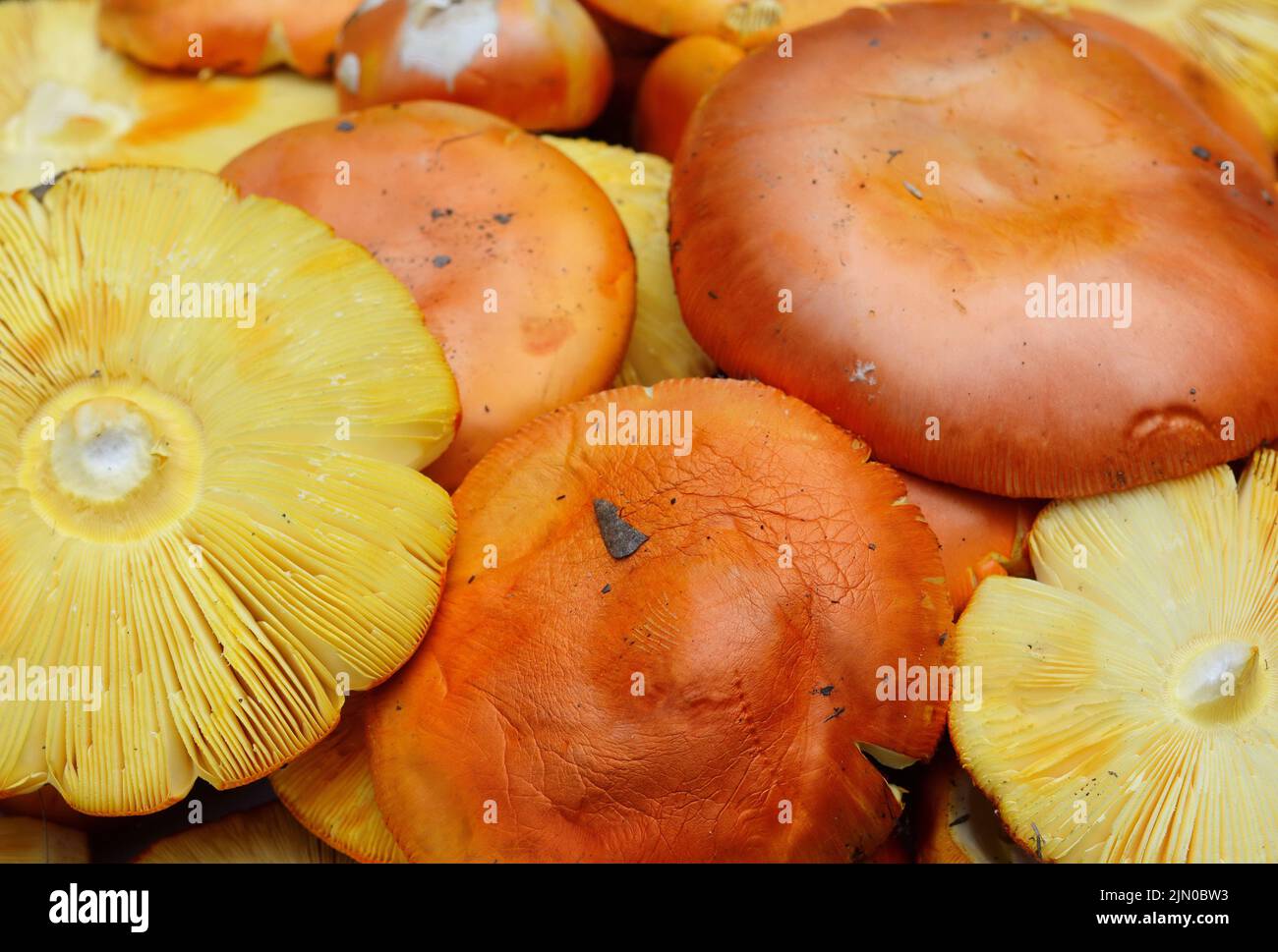 a bunch of Amanita Caesarea. Close up of Amanita Caesarea Mushrooms ...