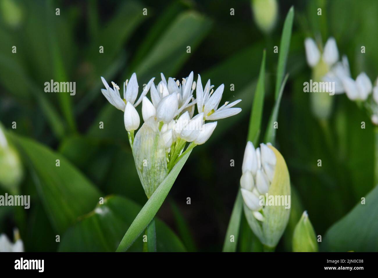 Wild garlic, Allium ursinum. Flowering wild garlic leek (Allium ursine ...