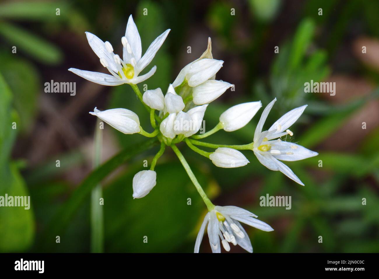 Wild garlic, Allium ursinum. Flowering wild garlic leek (Allium ursine ...