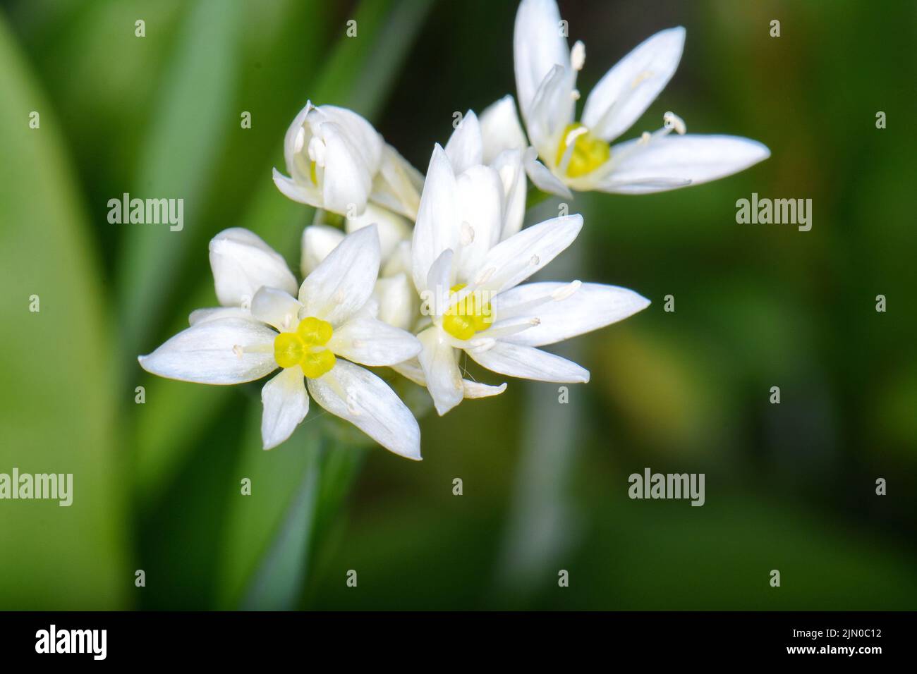 Wild garlic, Allium ursinum. Flowering wild garlic leek (Allium ursine ...