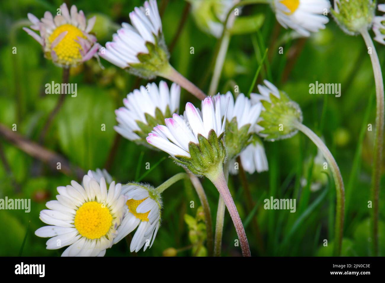 Flowering of daisies. Oxeye daisy, Leucanthemum vulgare, Daisies, Dox ...