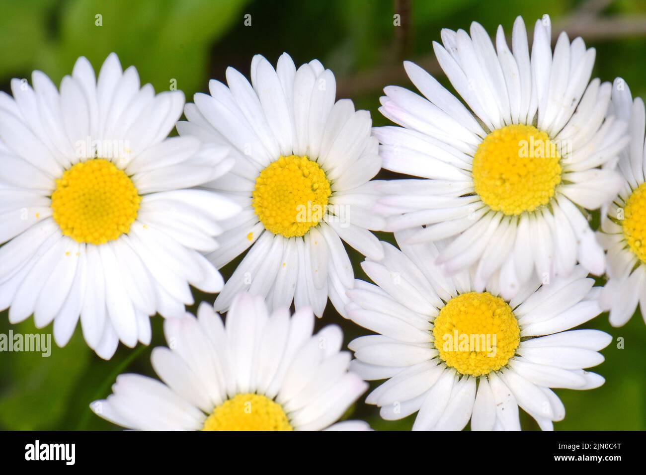 Flowering of daisies. Oxeye daisy, Leucanthemum vulgare, Daisies, Dox ...