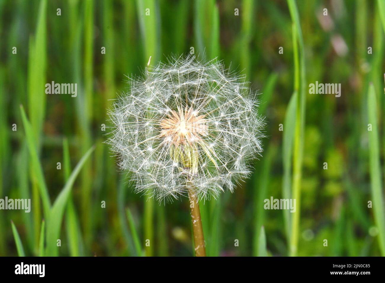 Closed Bud of a dandelion. Dandelion white flowers in green grass Stock ...
