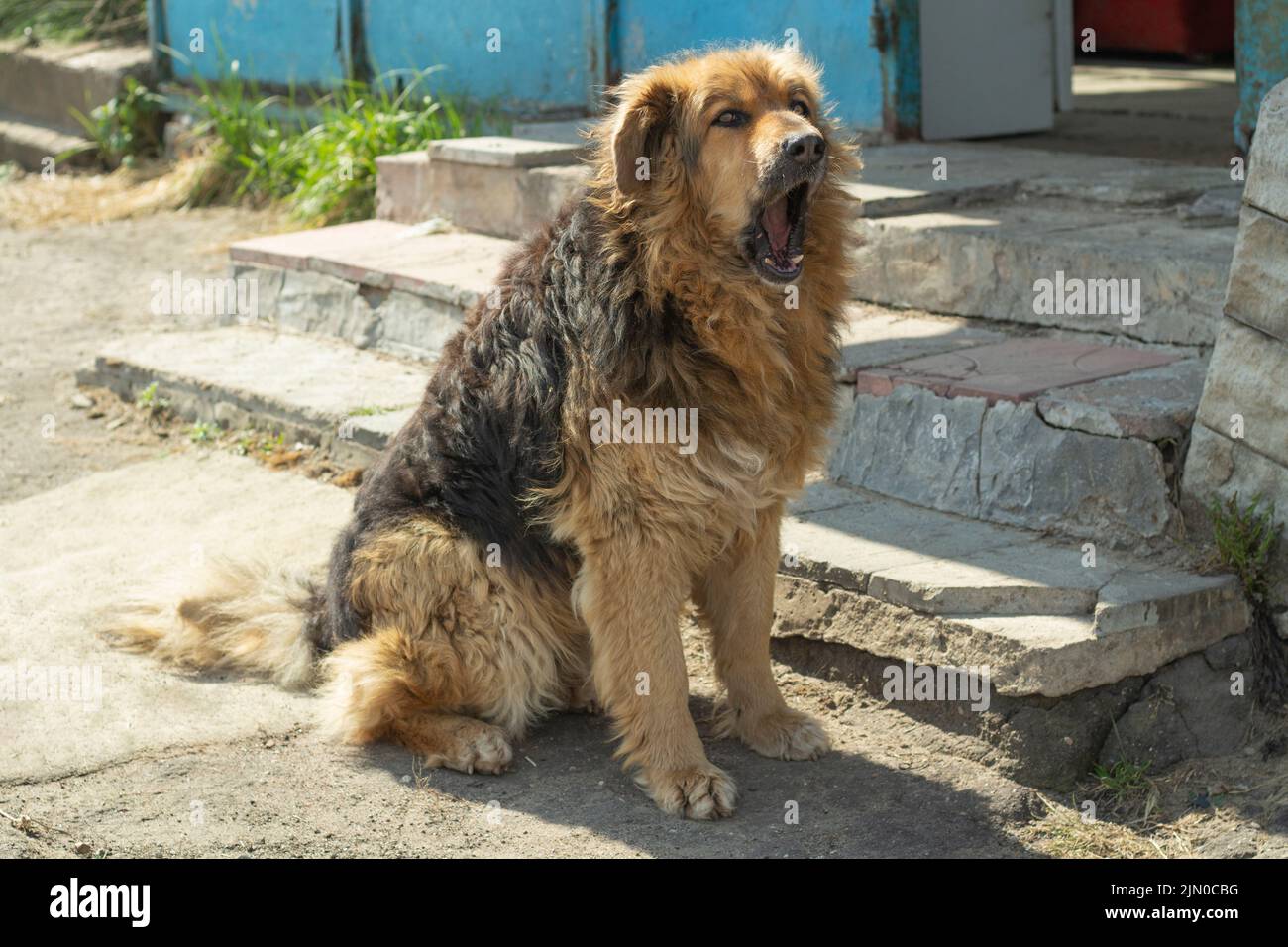 Stray dog on street. Pet in town. Animal with long hair Stock Photo - Alamy