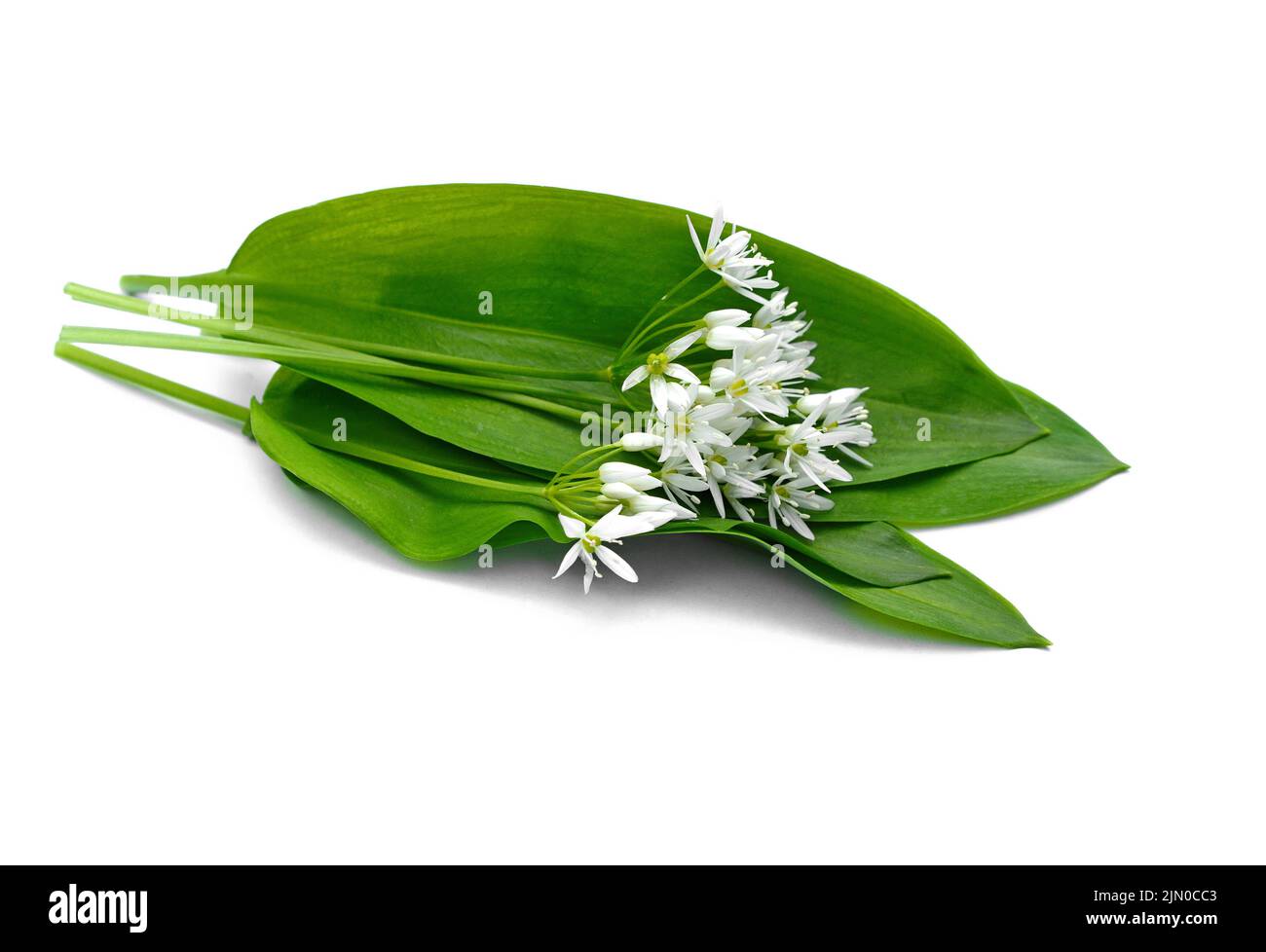 Bunch of ramson wild garlic flower heads and leaves on white isolated ...