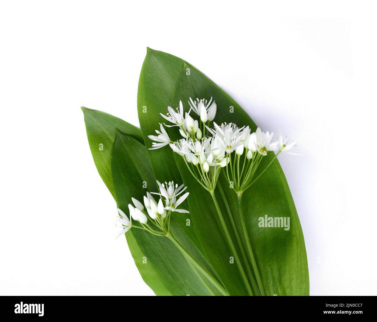 Bunch of ramson wild garlic flower heads and leaves on white isolated ...
