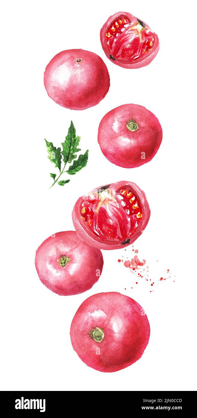 Falling Pink tomatoes Hand drawn watercolor illustration, isolated on ...