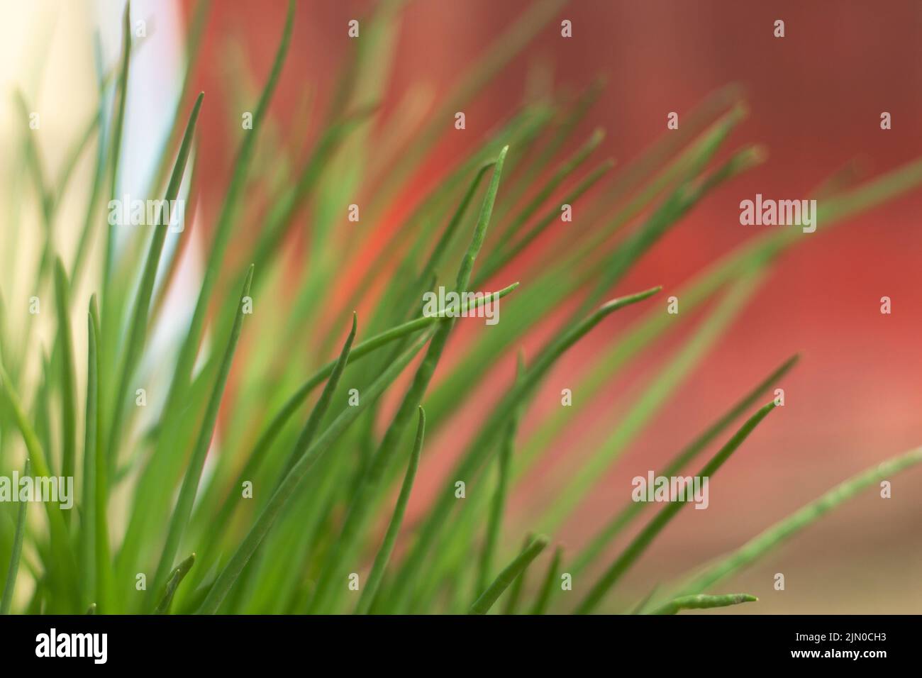 Green onions in summer. Growing vegetables. Onion stalks in garden ...
