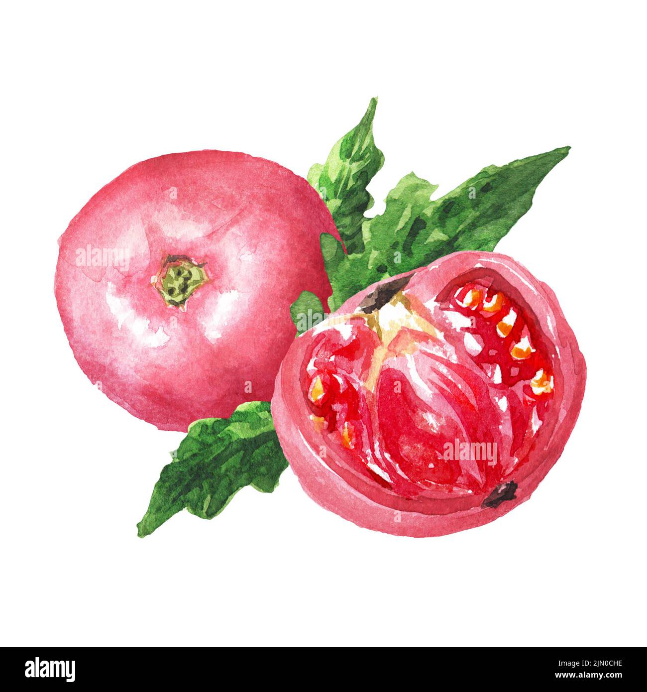 Pink tomatoes Hand drawn watercolor illustration, isolated on white ...