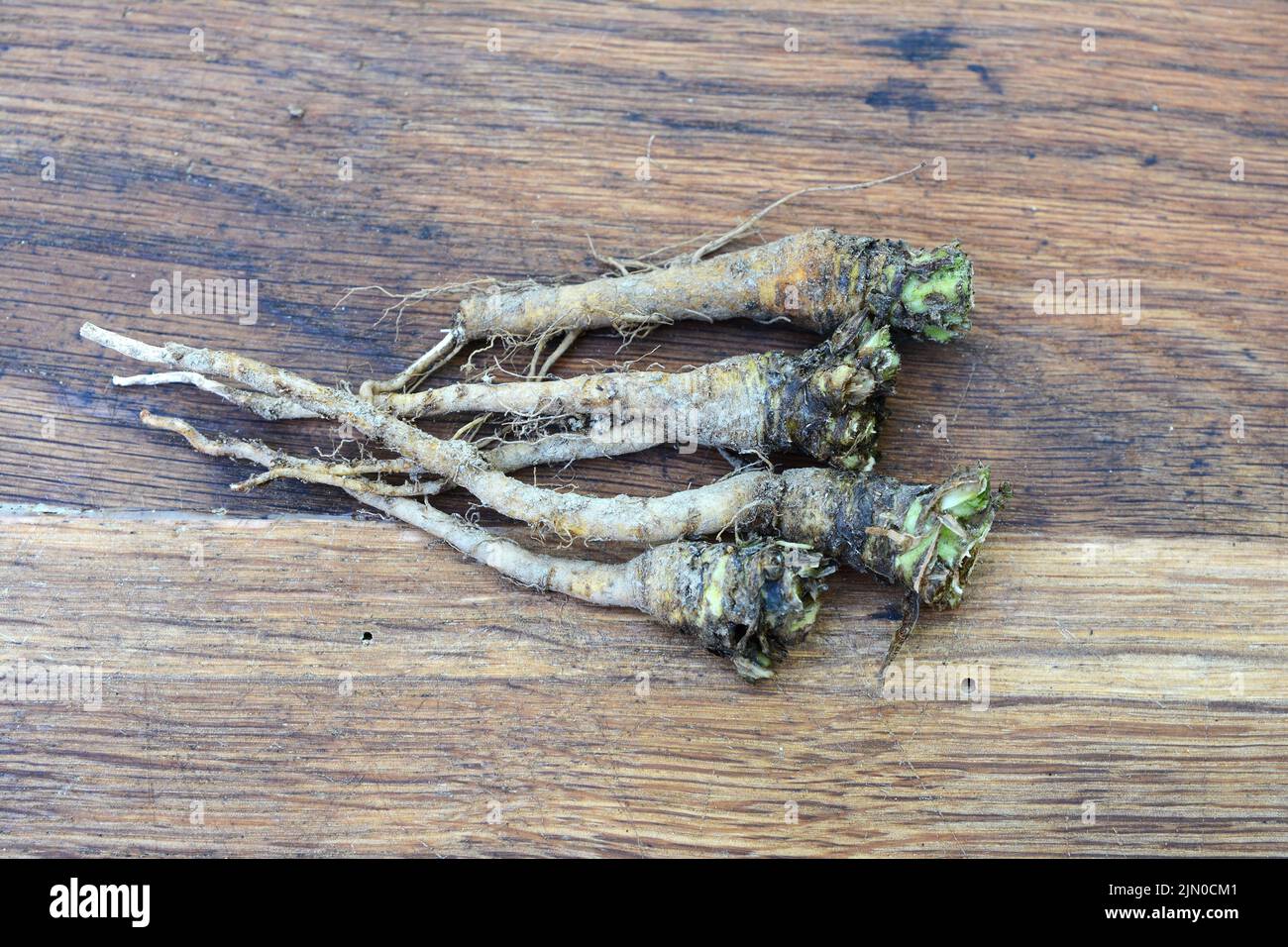 Dandelion top root hi-res stock photography and images - Alamy