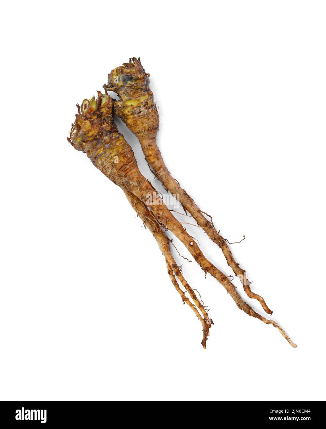 Background texture taraxacum Cut Out Stock Images & Pictures - Alamy