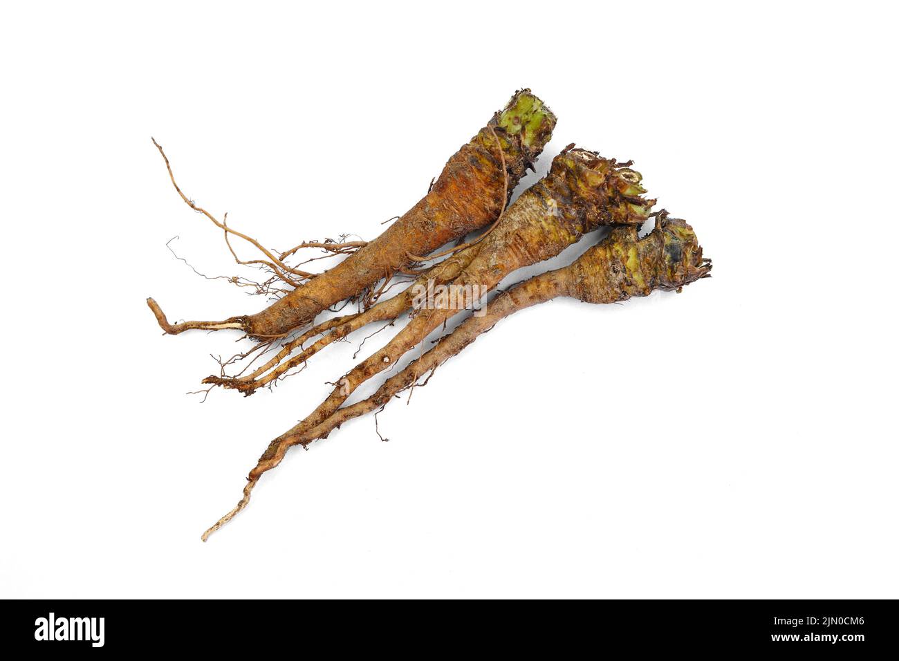 Root of Taraxacum, known as dandelions Stock Photo - Alamy