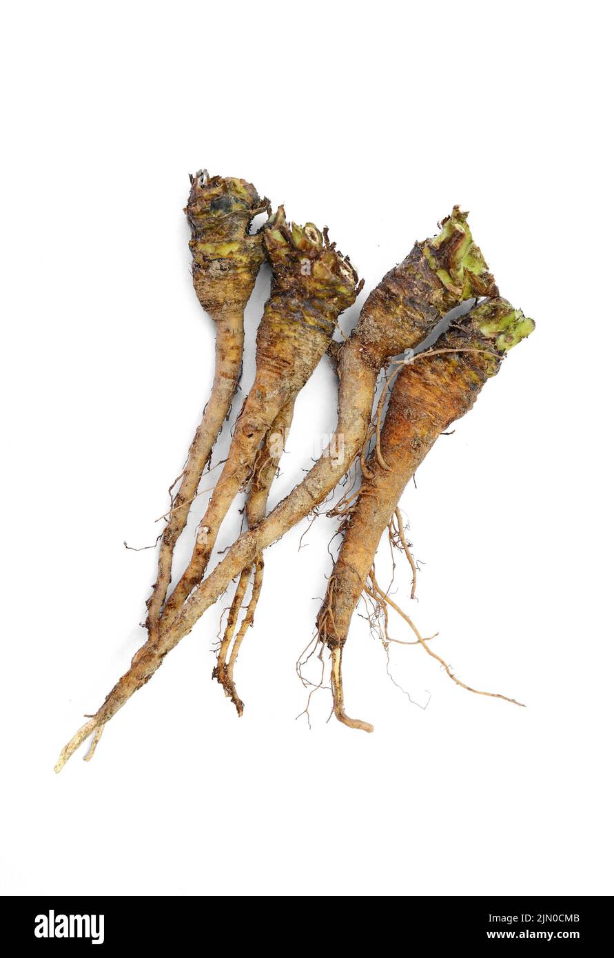 Background texture taraxacum Cut Out Stock Images & Pictures - Alamy