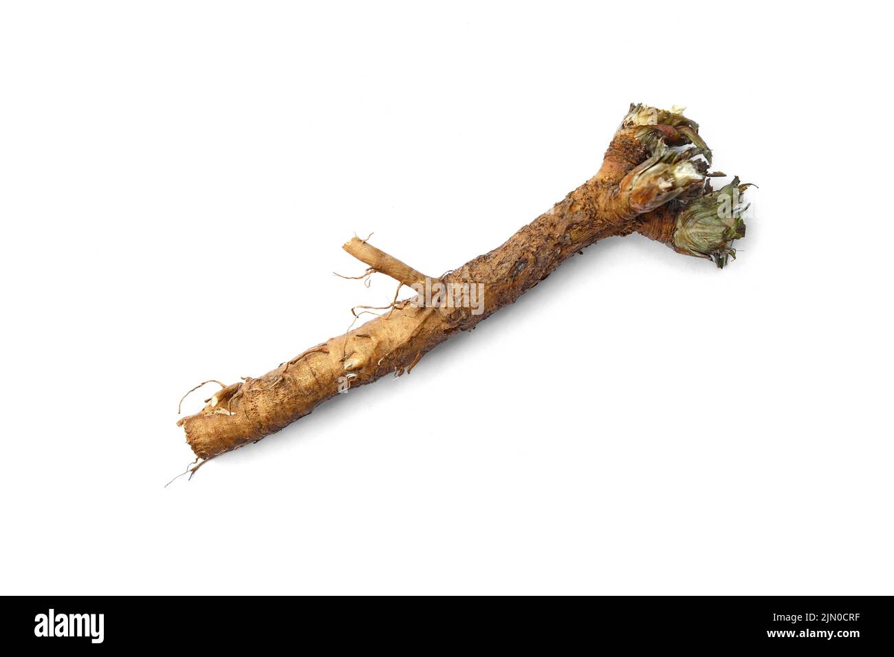 Common chicory root (Cichorium intybus). Chicory root (Cichorium ... Common chicory root (Cichorium intybus). Chicory root (Cichorium ...