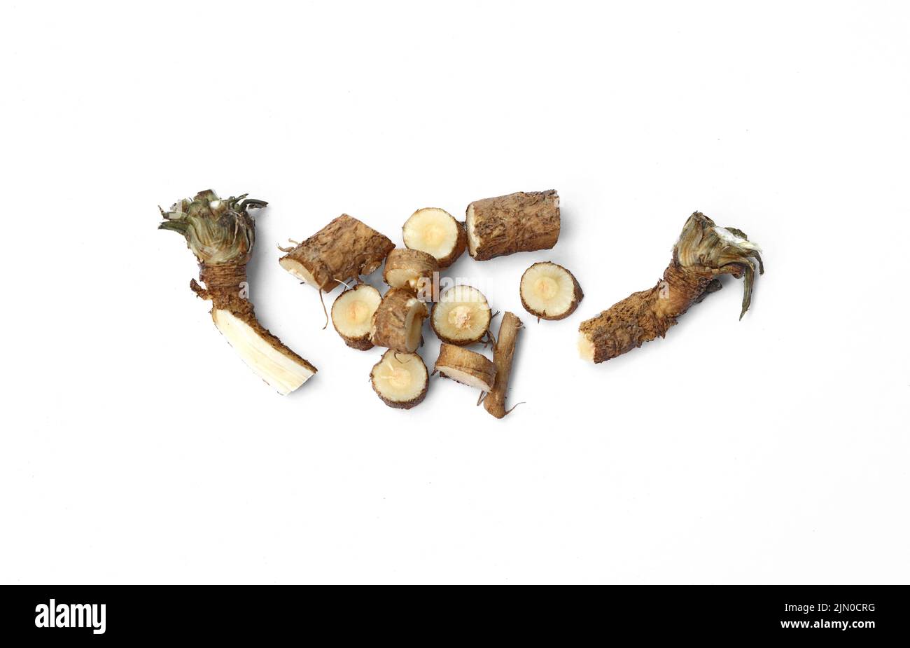 Common chicory root (Cichorium intybus). Chicory root (Cichorium ...