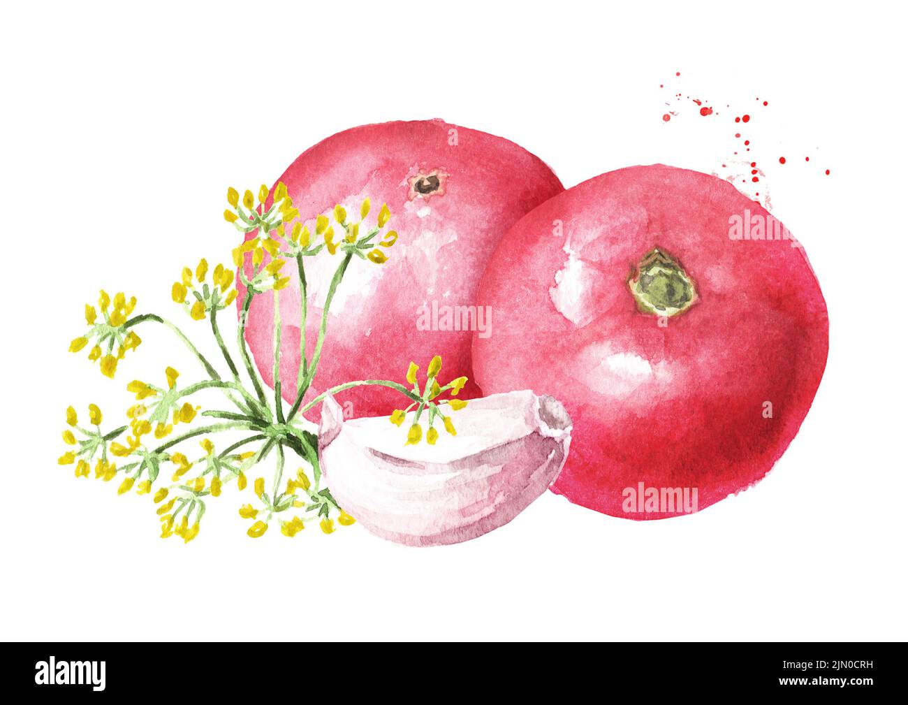 Pink tomatoes, Garlic, dill inflorescence ready for home canning. Hand ...