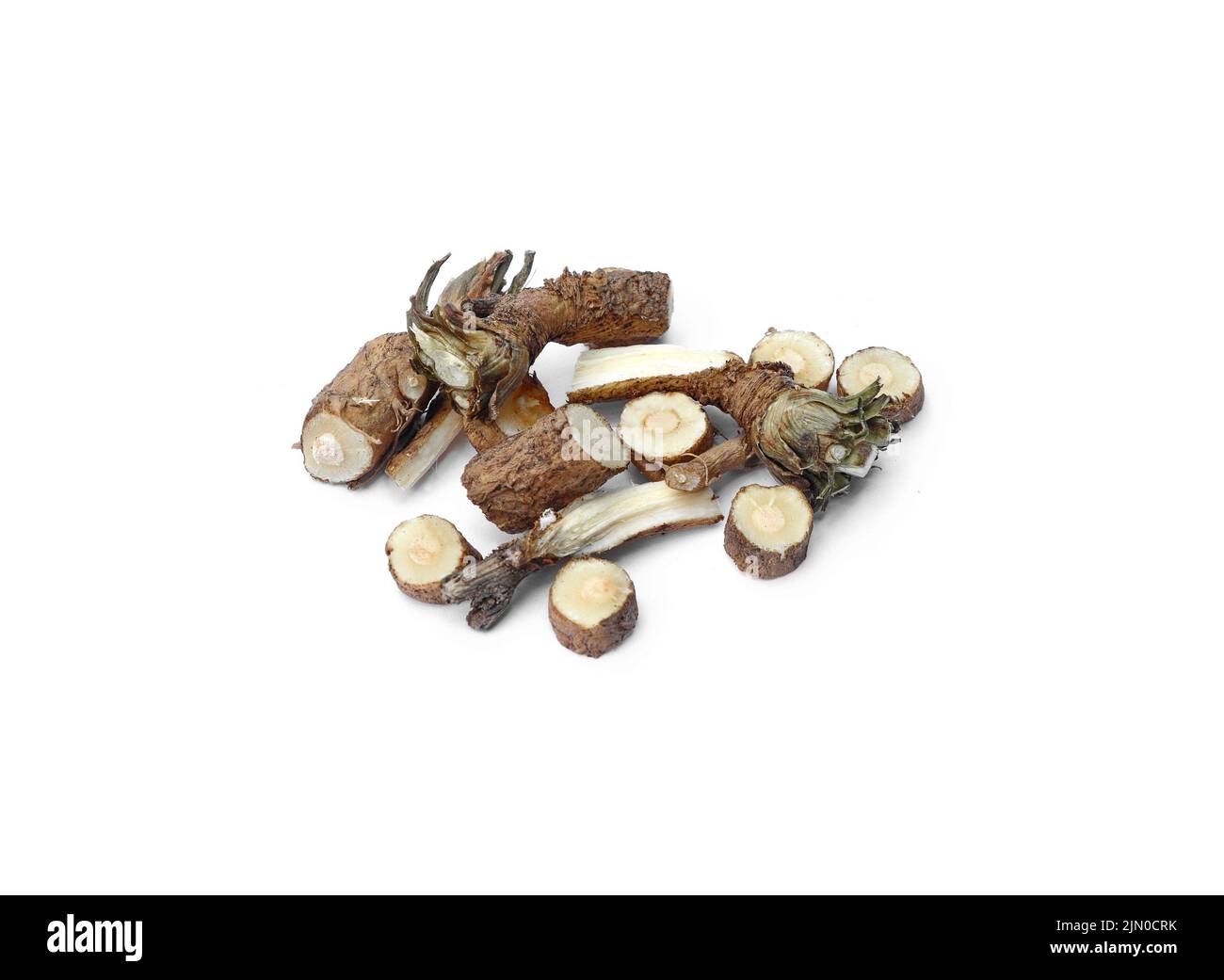 Common chicory root (Cichorium intybus). Chicory root (Cichorium ...