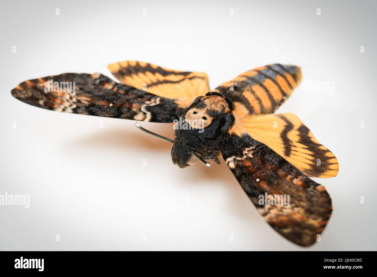 A macro shot of an African death's head hawkmoth isolated on a white ...