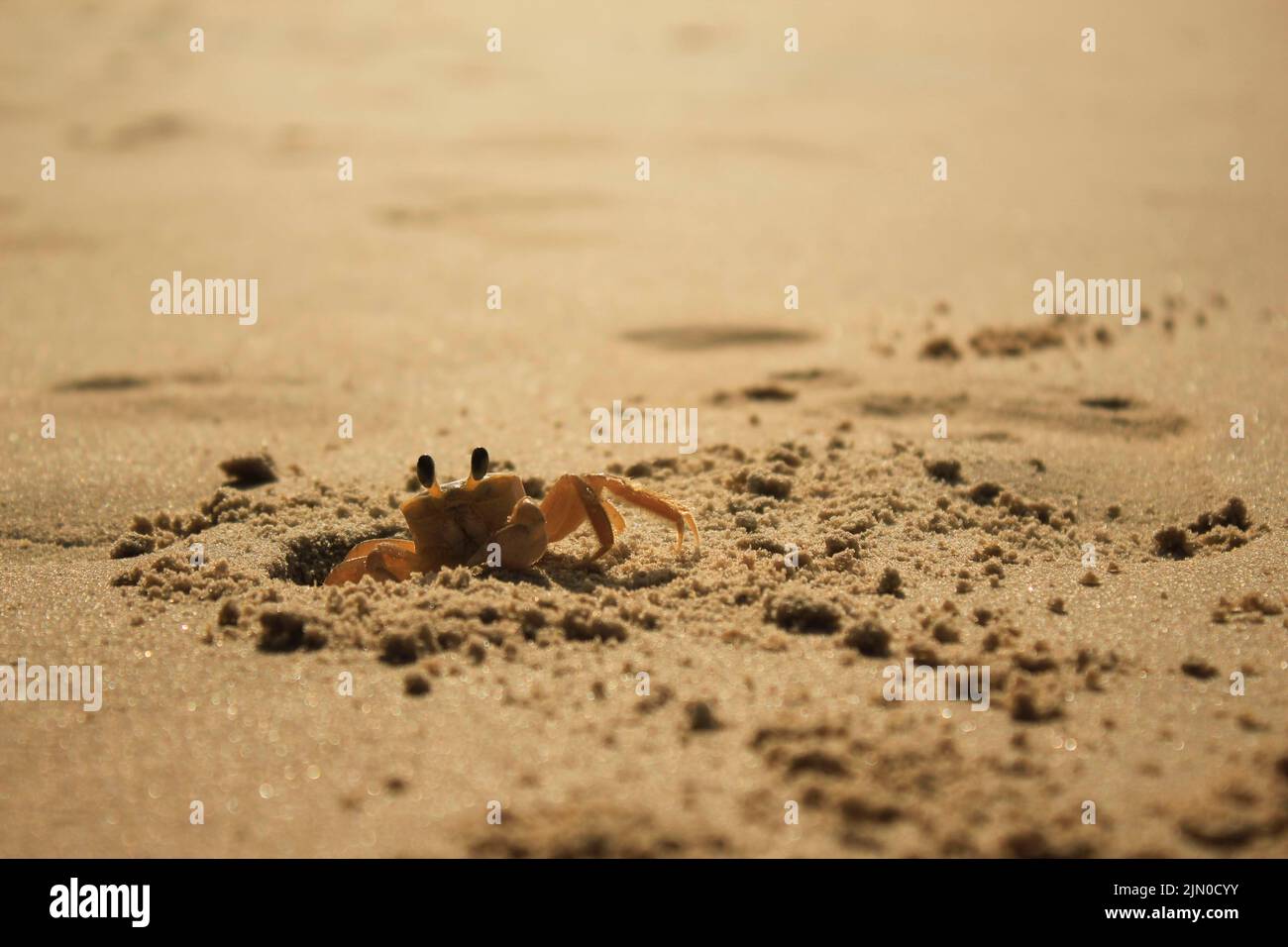 A closeup of a tiny crab digging a nest on a sandy beach Stock Photo ...