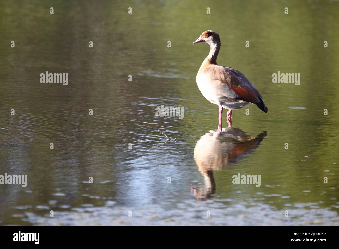 Nilgans / Egyptian goose / Alopochen aegyptiacus Stock Photo - Alamy