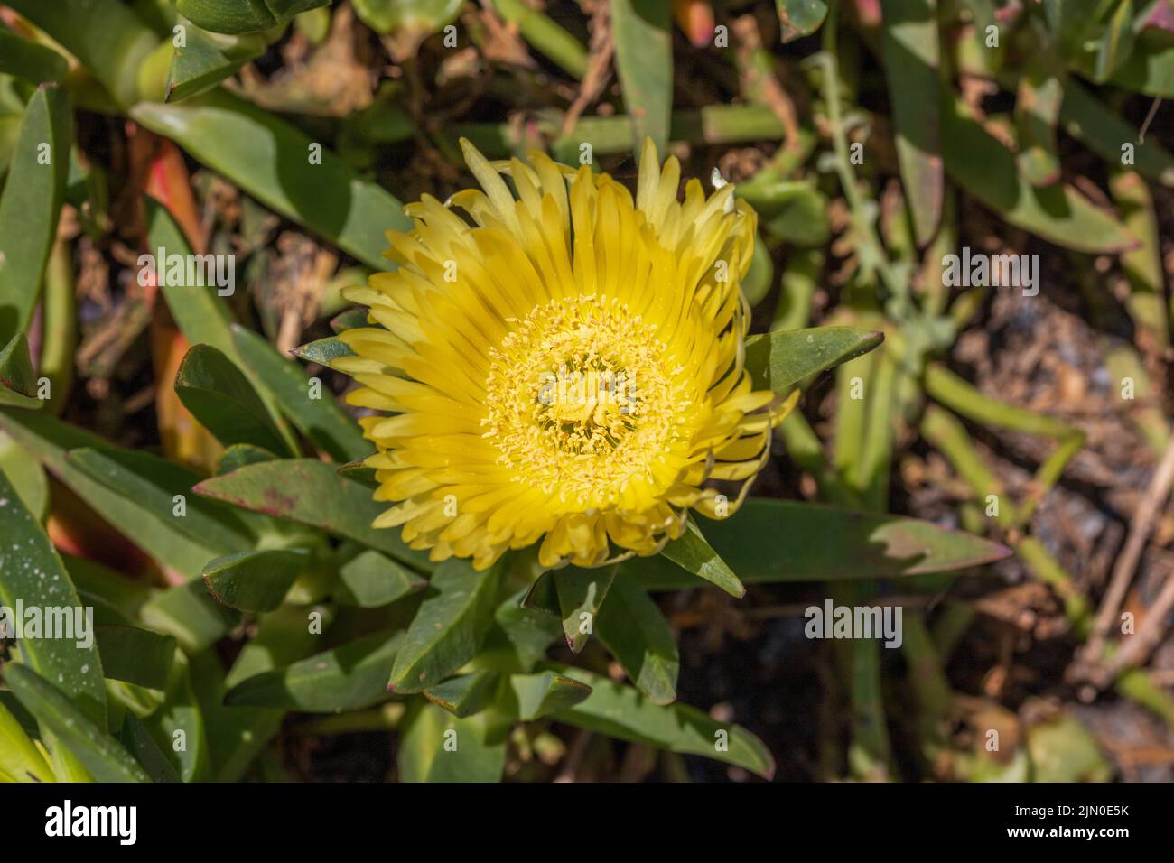 Carpobrotus edulis, Yellow Hottentot Fig Flower Stock Photo - Alamy