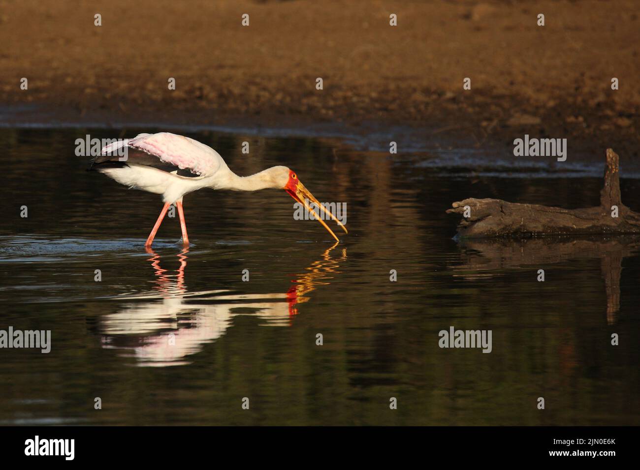 Nimmersatt / Yellow-billed stork / Mycteria ibis Stock Photo - Alamy