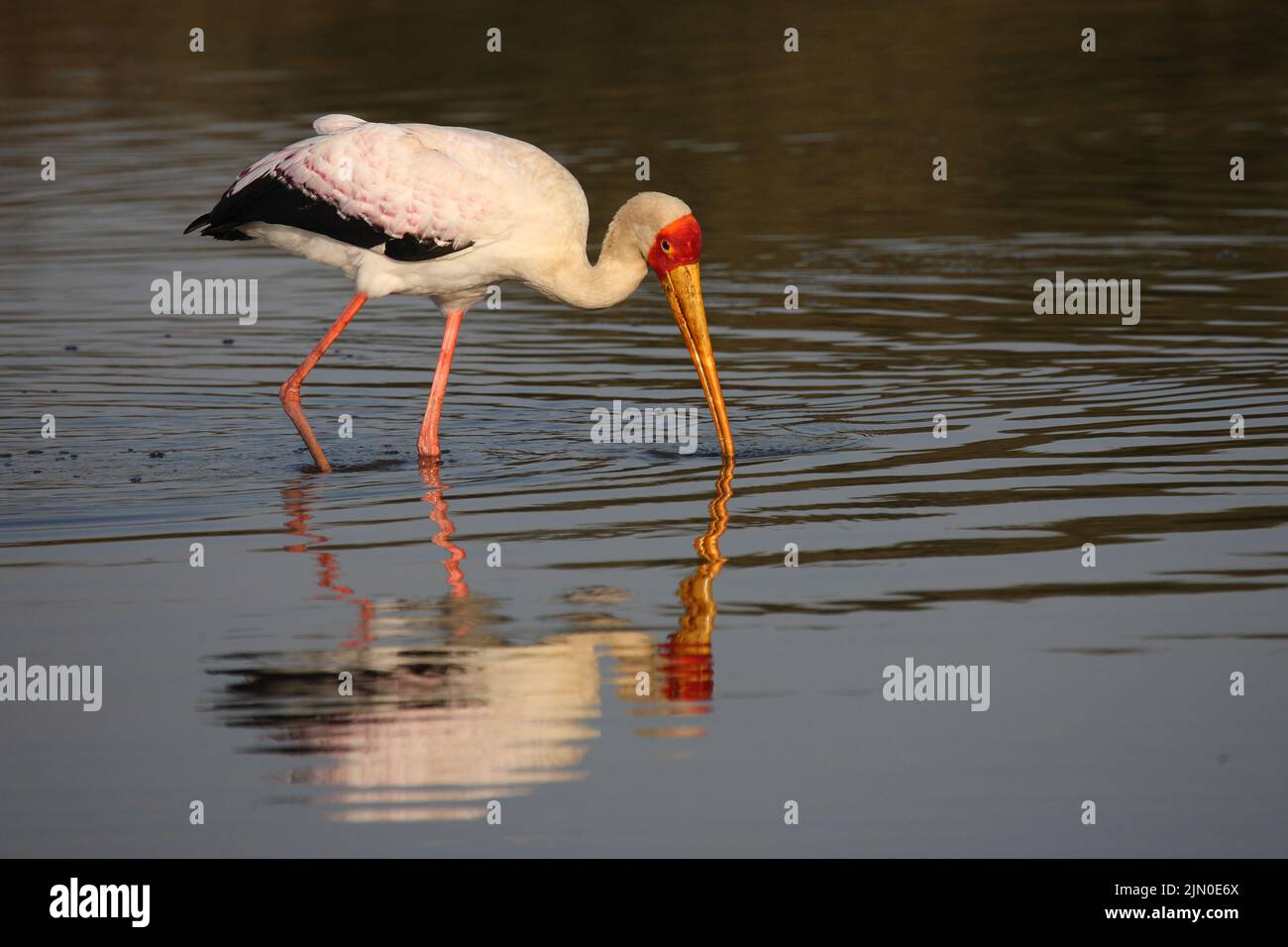Nimmersatt / Yellow-billed stork / Mycteria ibis Stock Photo - Alamy