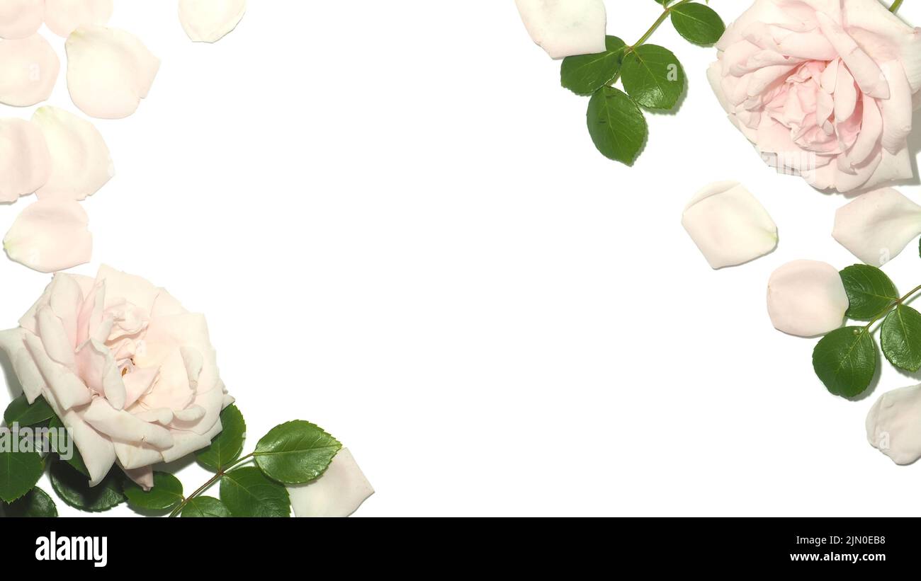 Invitation card design with pink-white roses on a white background ...