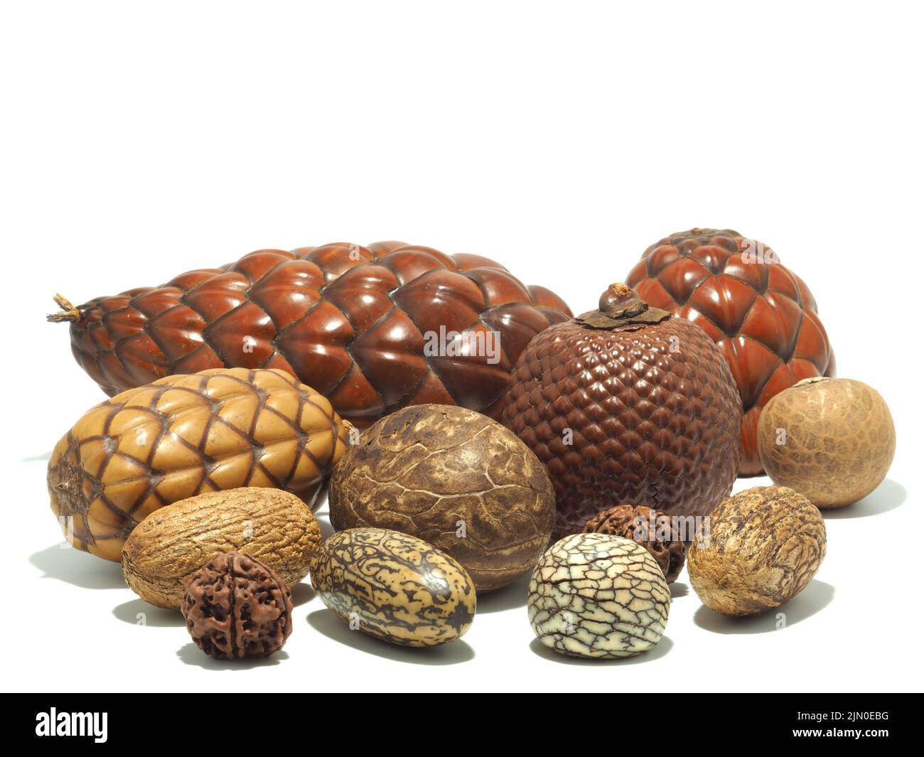 A number of different palm seeds, partially polished. Including uxi and ...