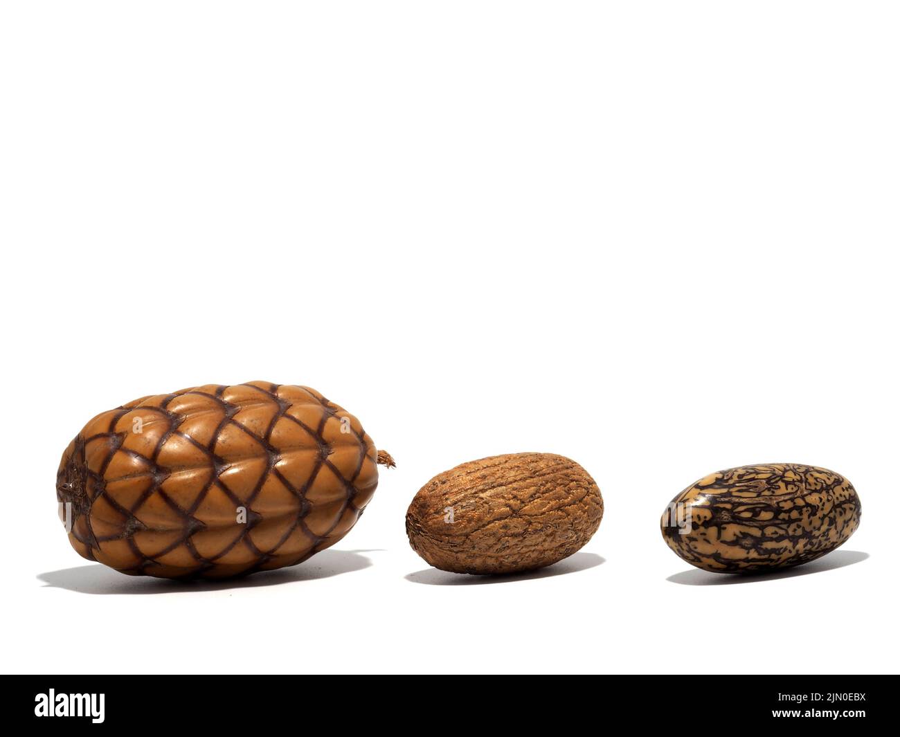 Ivory palm seed hi-res stock photography and images - Alamy