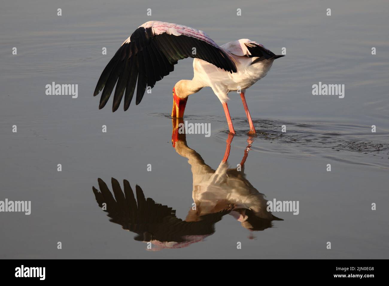 Nimmersatt / Yellow-billed stork / Mycteria ibis Stock Photo - Alamy