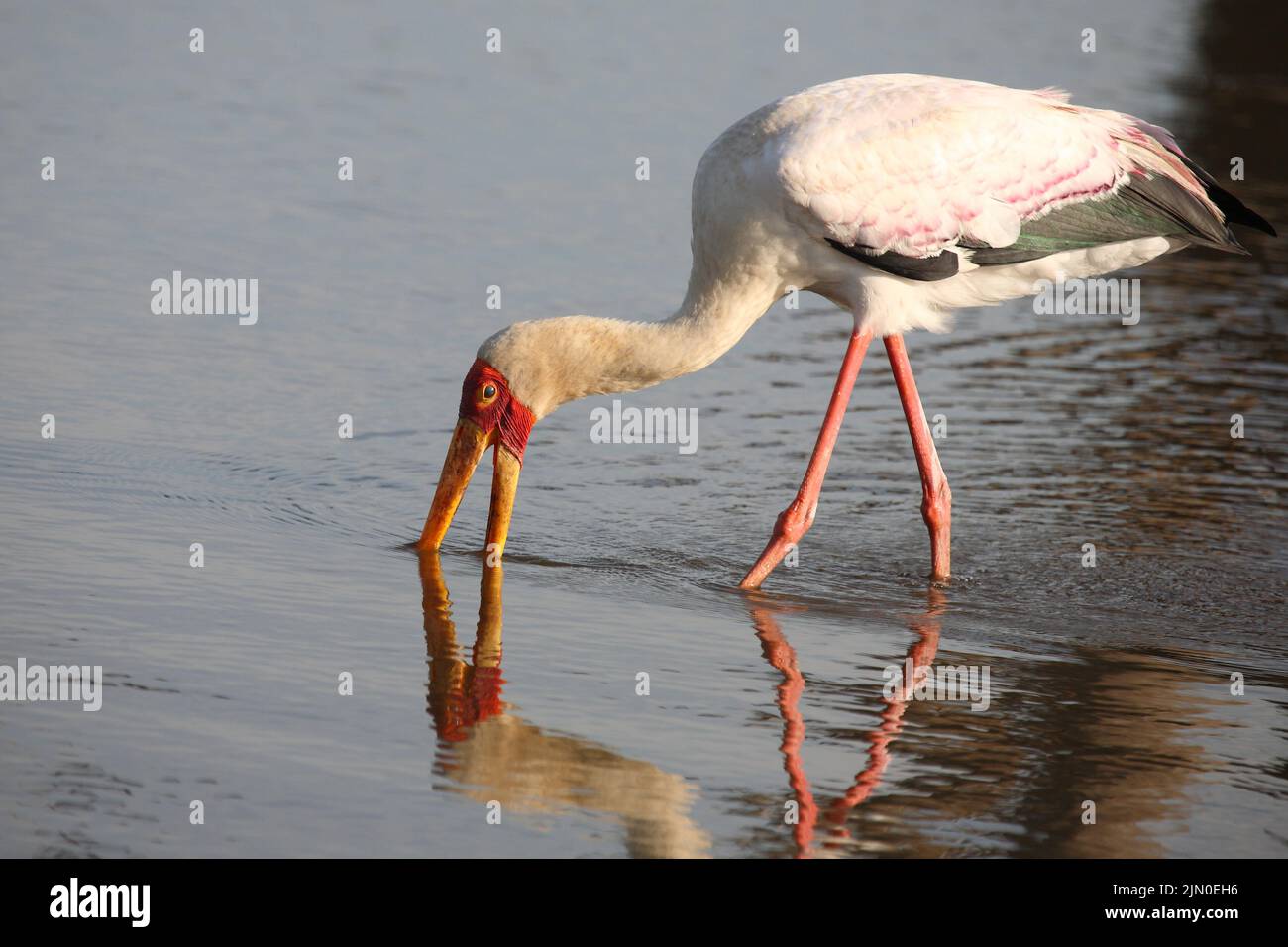 Nimmersatt / Yellow-billed stork / Mycteria ibis Stock Photo - Alamy