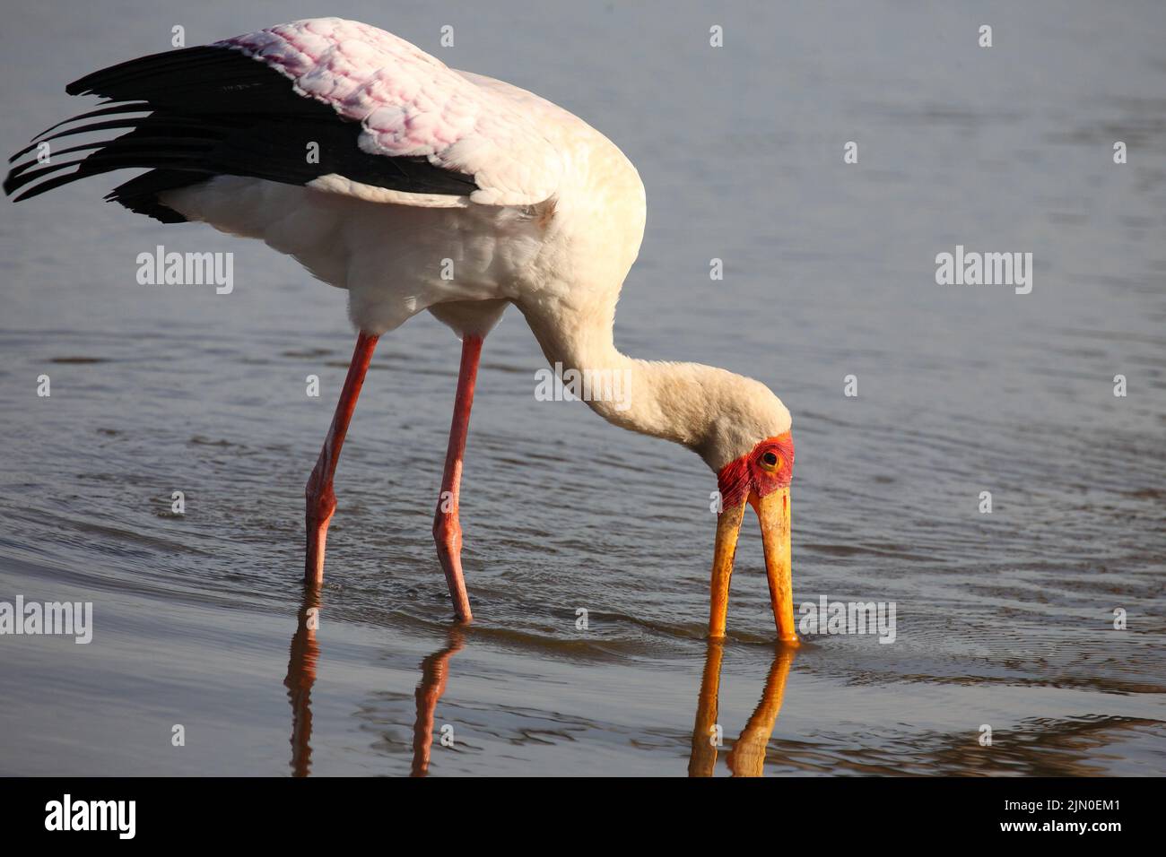 Nimmersatt / Yellow-billed stork / Mycteria ibis Stock Photo - Alamy