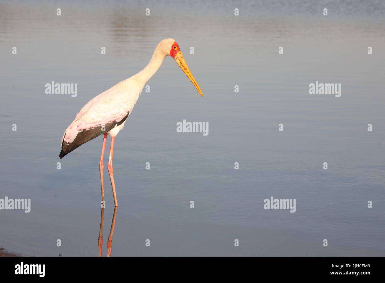 Nimmersatt / Yellow-billed stork / Mycteria ibis Stock Photo - Alamy