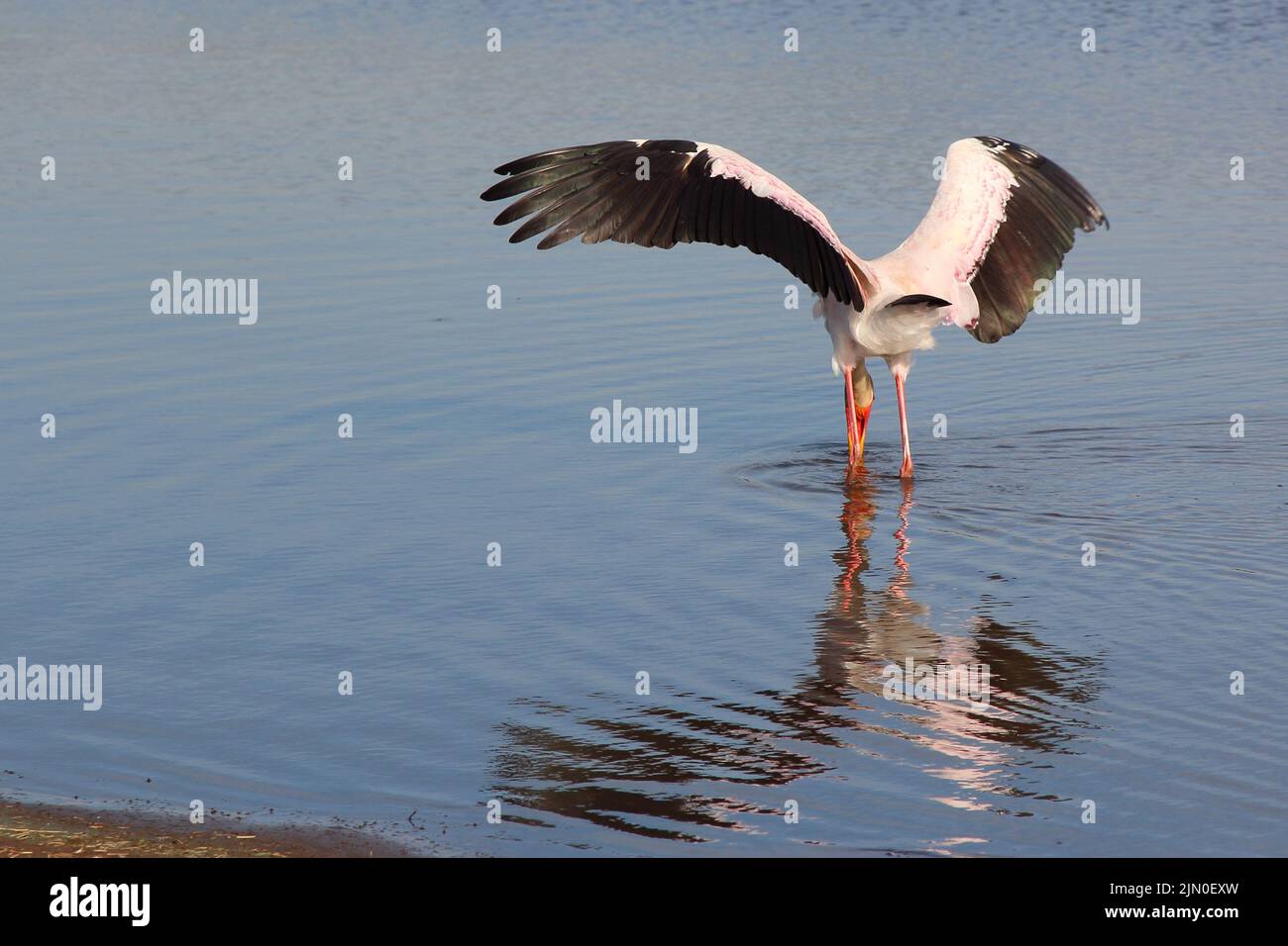 Nimmersatt / Yellow-billed stork / Mycteria ibis Stock Photo - Alamy