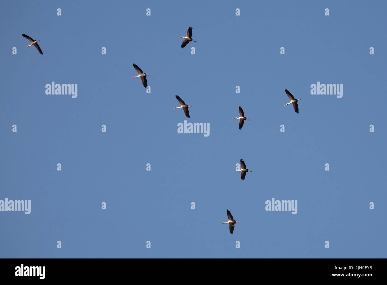 Nimmersatt / Yellow-billed stork / Mycteria ibis Stock Photo - Alamy