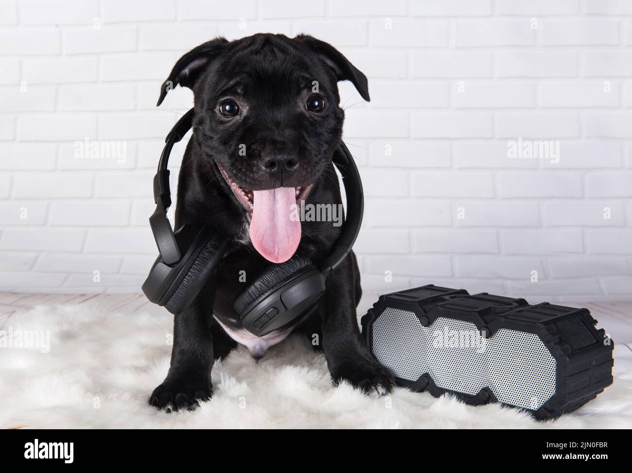 Black male American Staffordshire Bull Terrier dog puppy with softbox ...