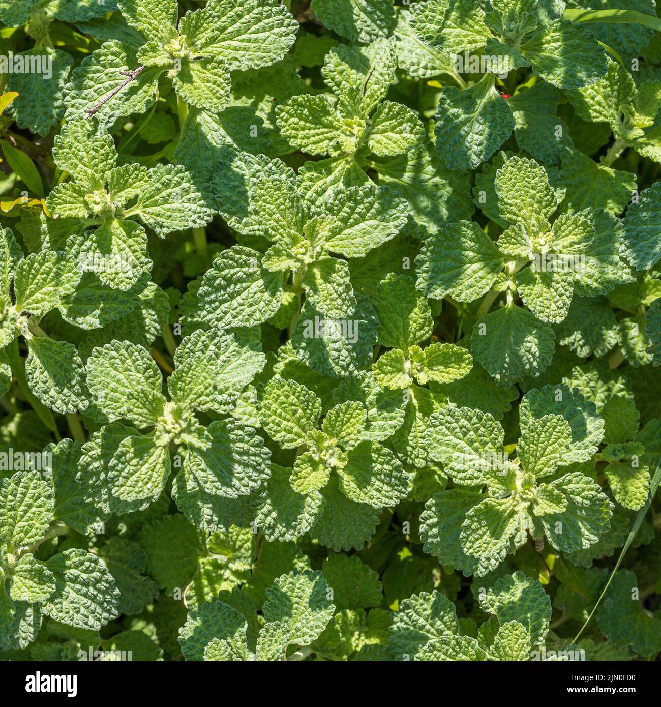Marrubium vulgare, Leaves of the White Horehound Plant Stock Photo - Alamy