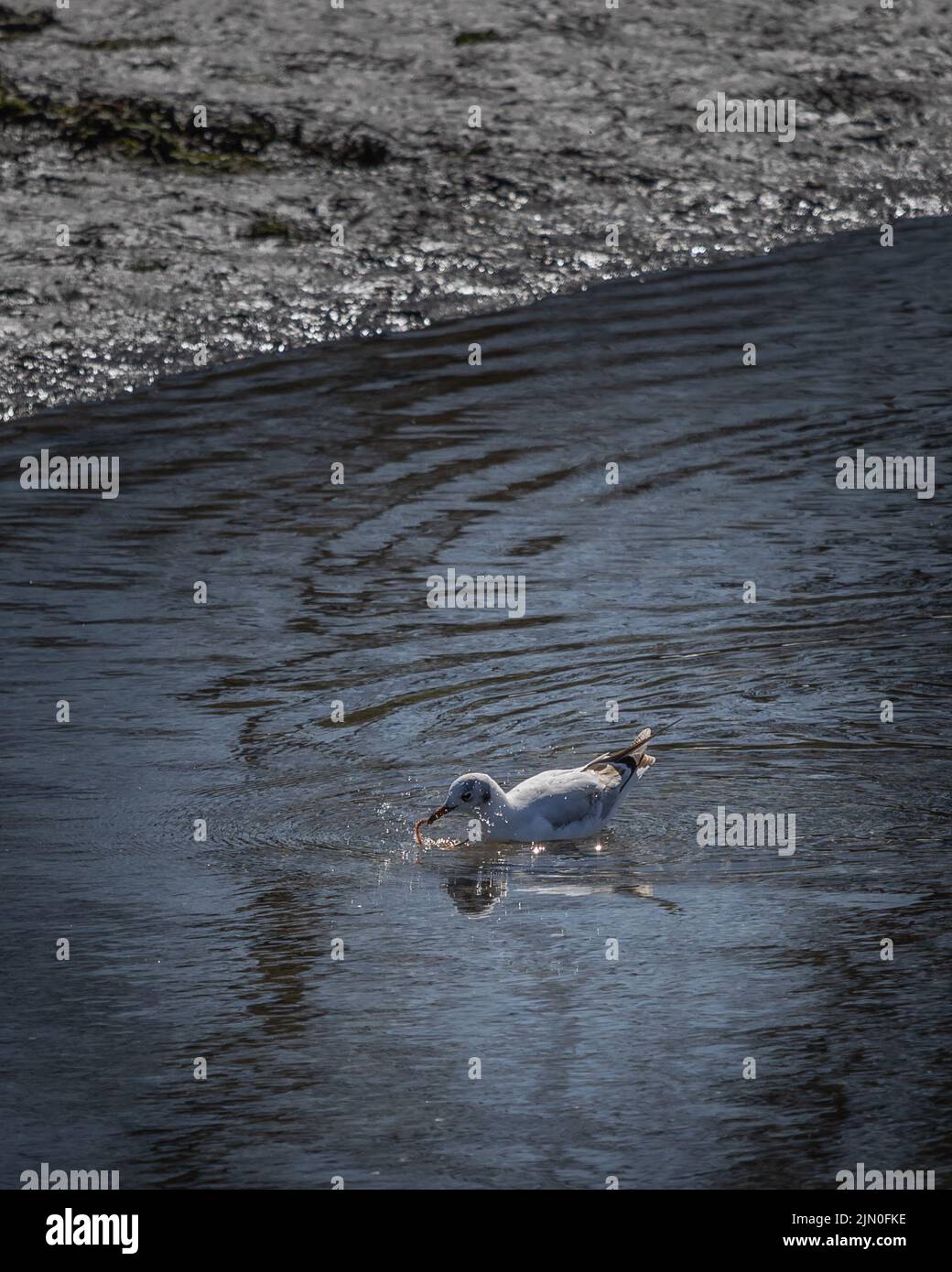 A vertical shot of a seagull floating on the water surface with prey in ...